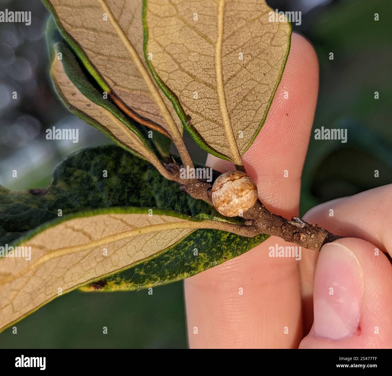 live oak kermes (Allokermes cueroensis Stock Photo - Alamy