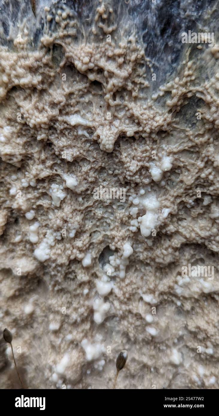 Tapioca Slime Mold (Brefeldia maxima Stock Photo - Alamy
