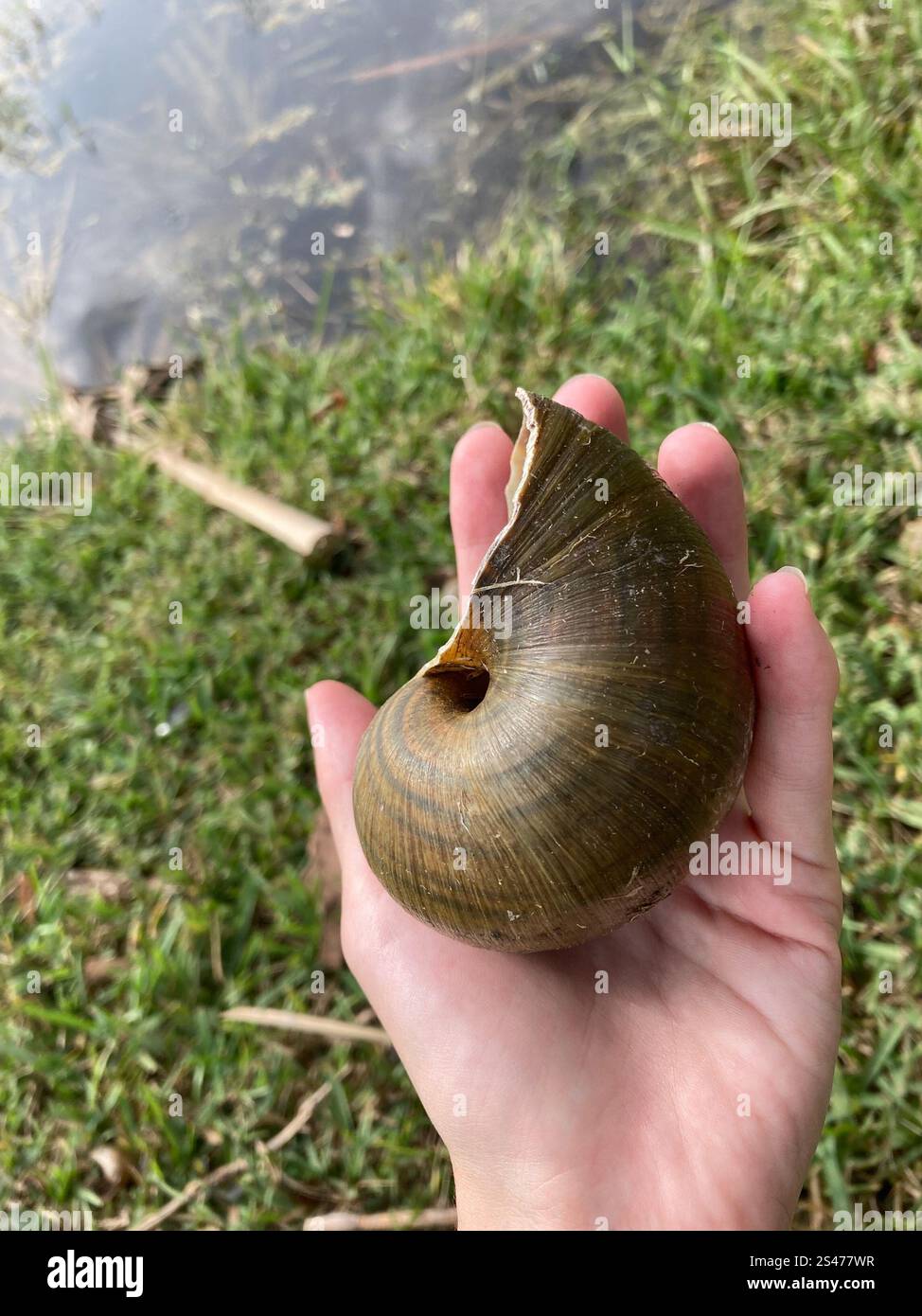 Island Apple Snail (Pomacea maculata Stock Photo - Alamy