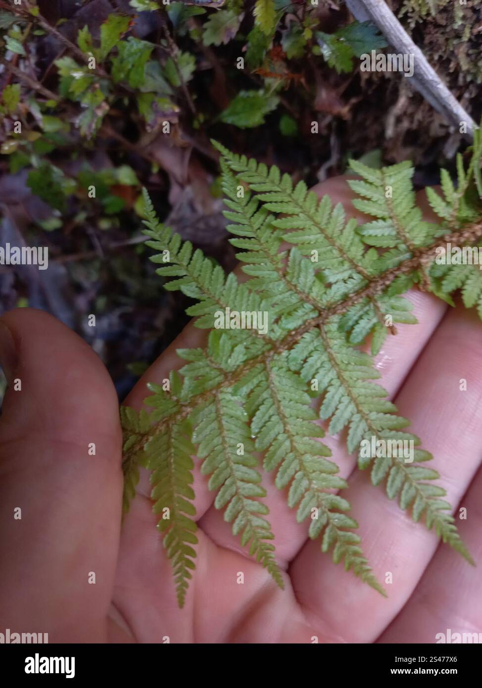 Smith's tree fern (Cyathea smithii Stock Photo - Alamy