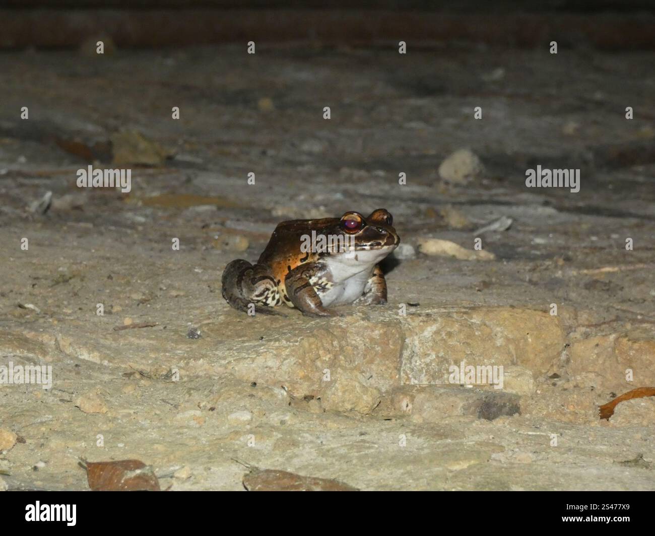 Smoky Jungle Frog (Leptodactylus pentadactylus Stock Photo - Alamy