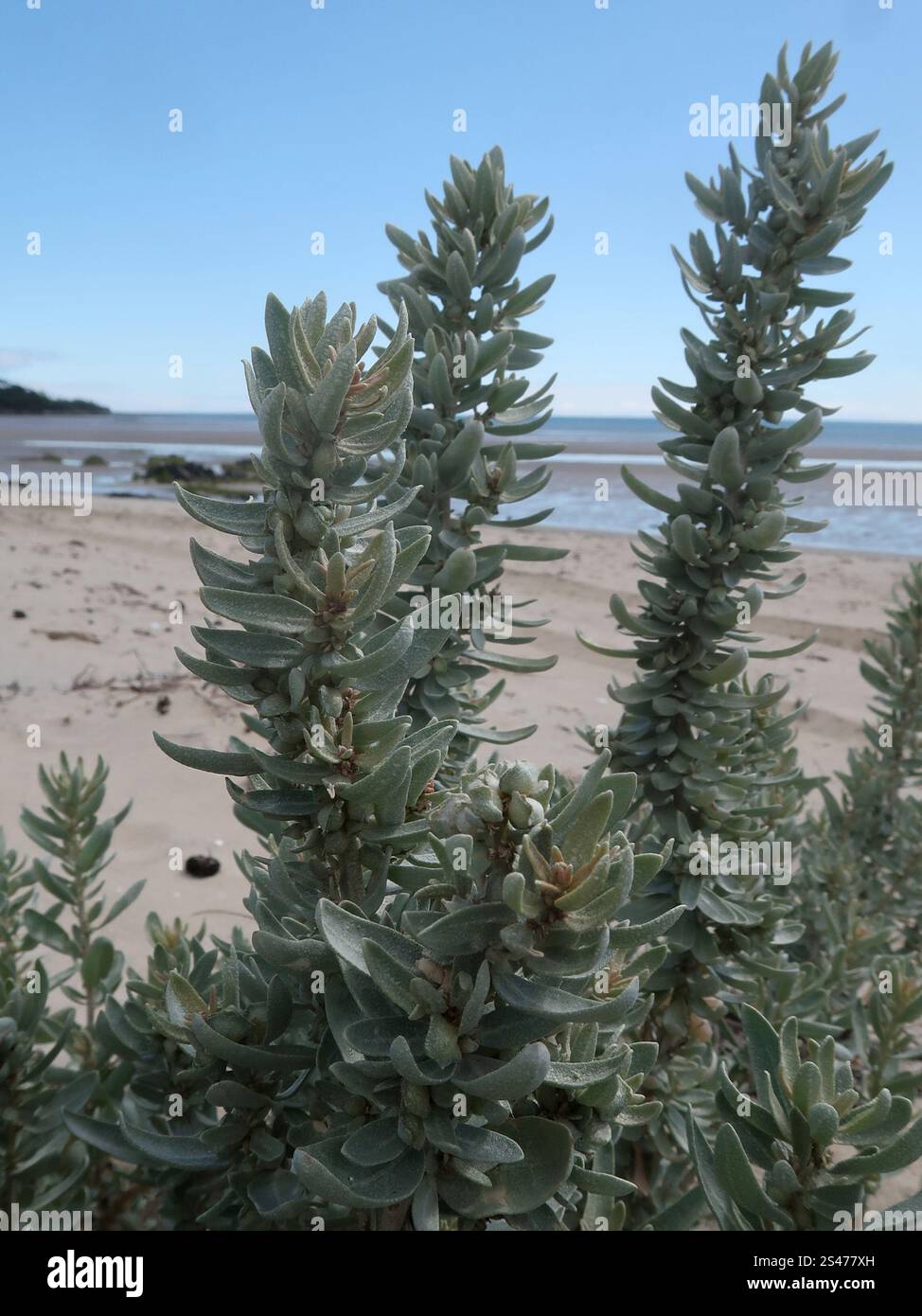Grey Saltbush (Atriplex cinerea Stock Photo - Alamy
