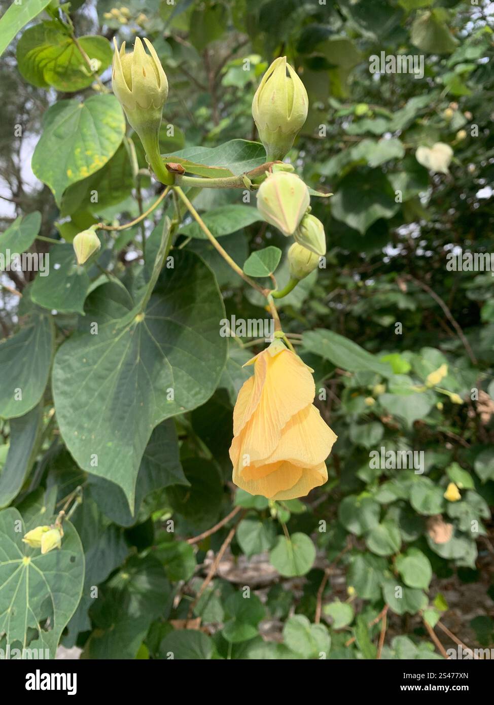 sea hibiscus (Hibiscus tiliaceus Stock Photo - Alamy