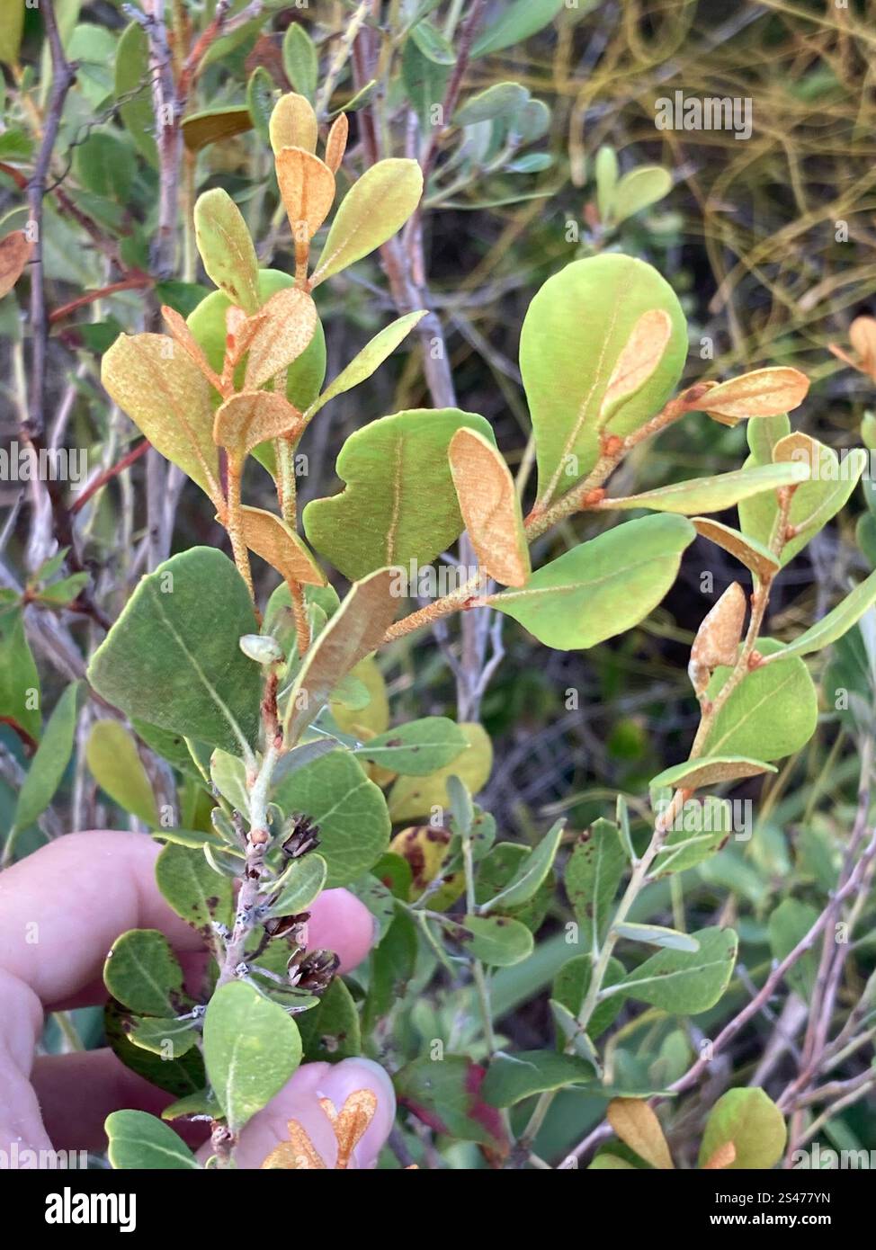 coastal plain staggerbush (Lyonia fruticosa Stock Photo - Alamy