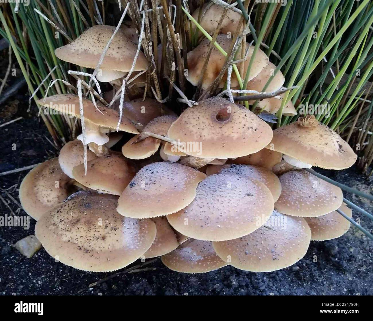 honey mushrooms (Armillaria Stock Photo - Alamy