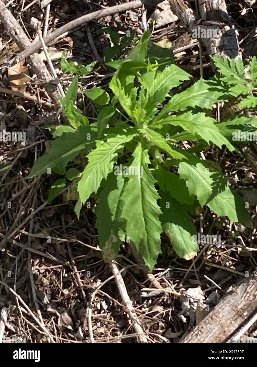 American burnweed (Erechtites hieraciifolius Stock Photo - Alamy