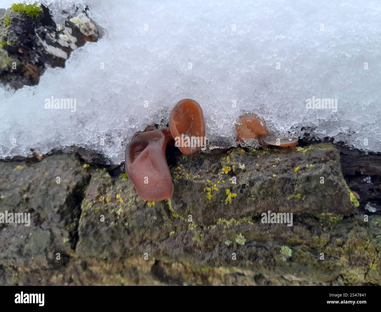 Jelly Ear (Auricularia auricula-judae Stock Photo - Alamy