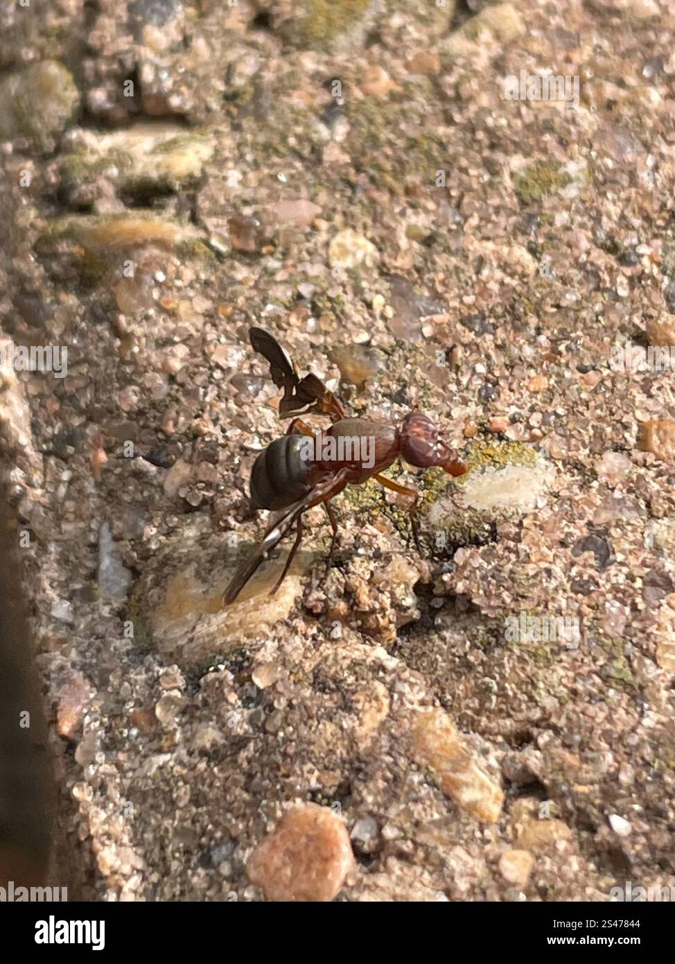 Common Picture-winged Fly (Delphinia picta Stock Photo - Alamy