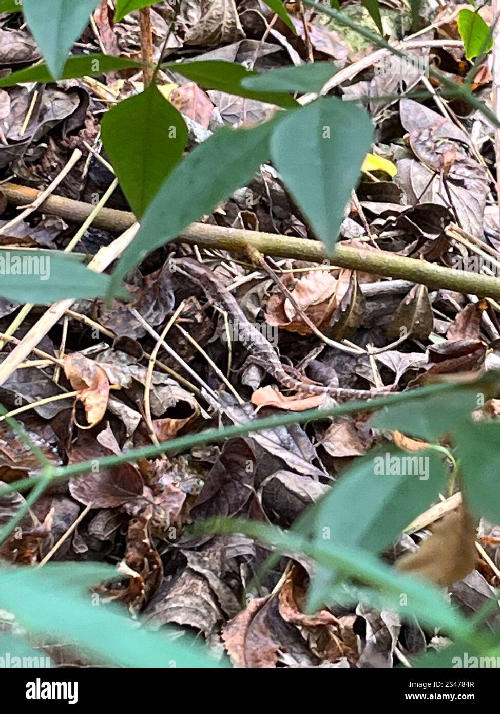 Texas Alligator Lizard (Gerrhonotus infernalis Stock Photo - Alamy