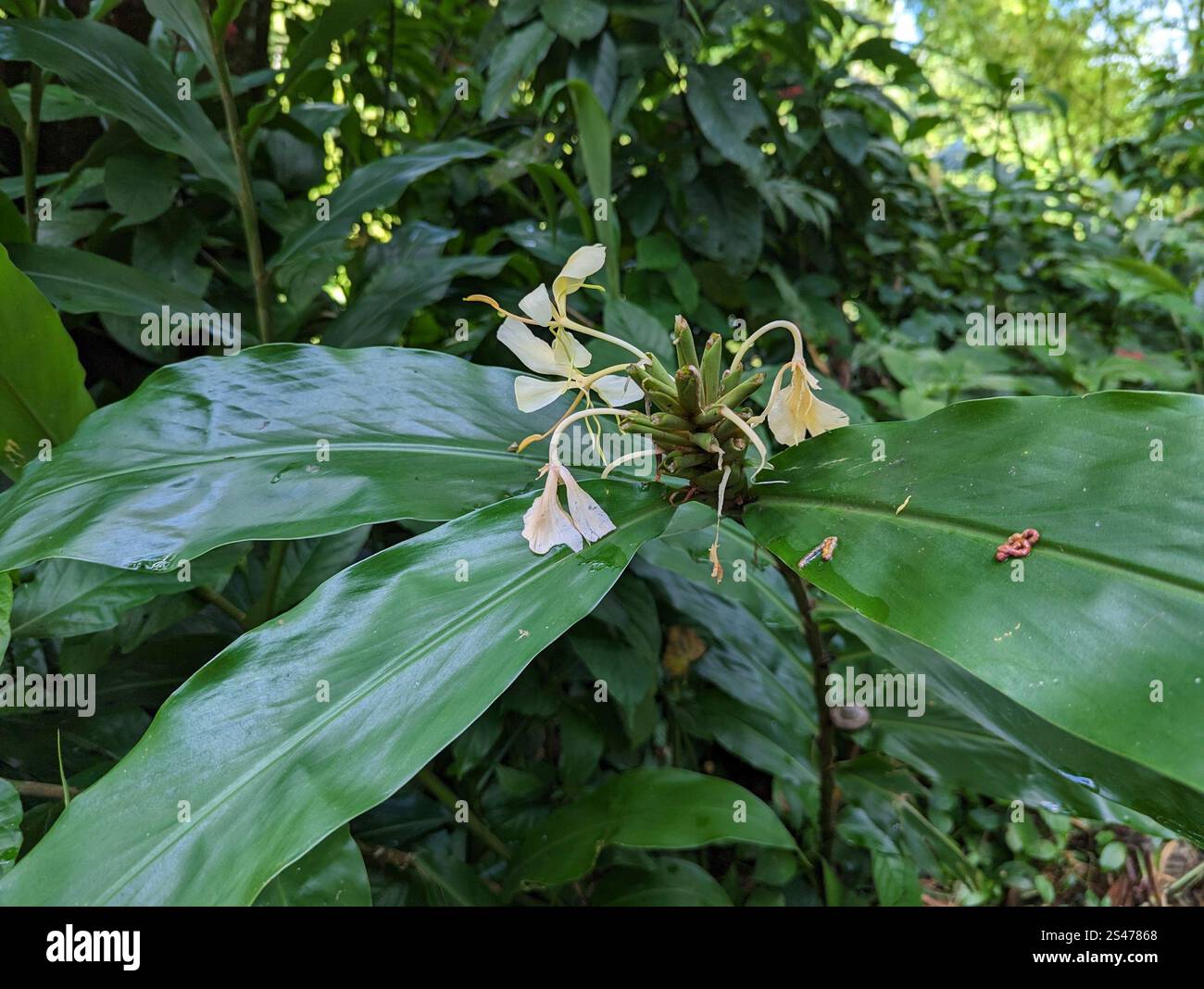 Yellow ginger (Hedychium flavescens Stock Photo - Alamy