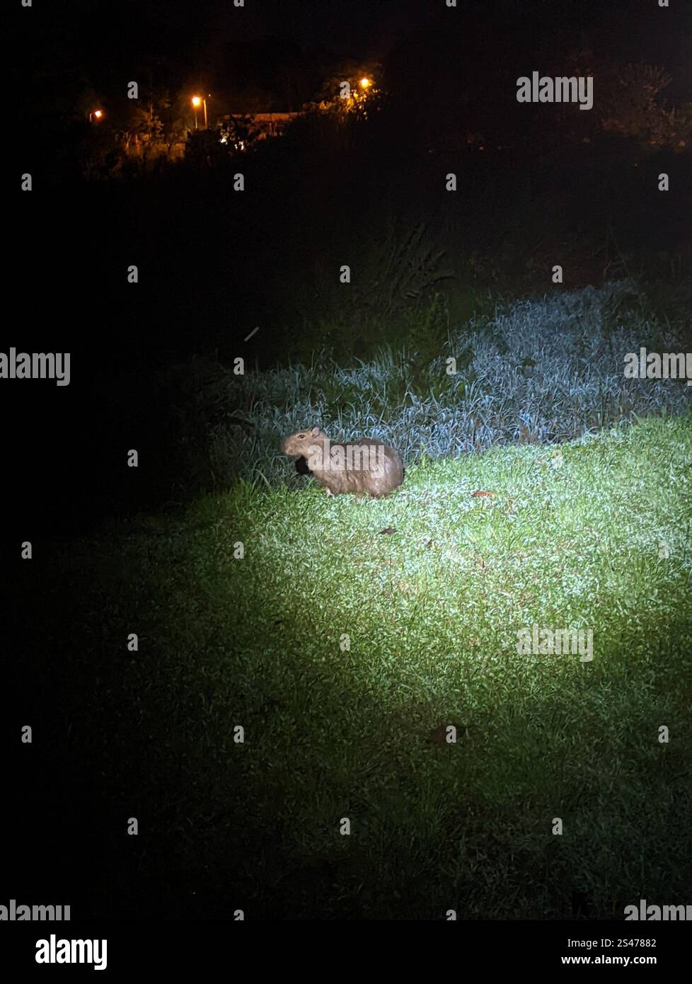 Lesser Capybara (Hydrochoerus isthmius Stock Photo - Alamy