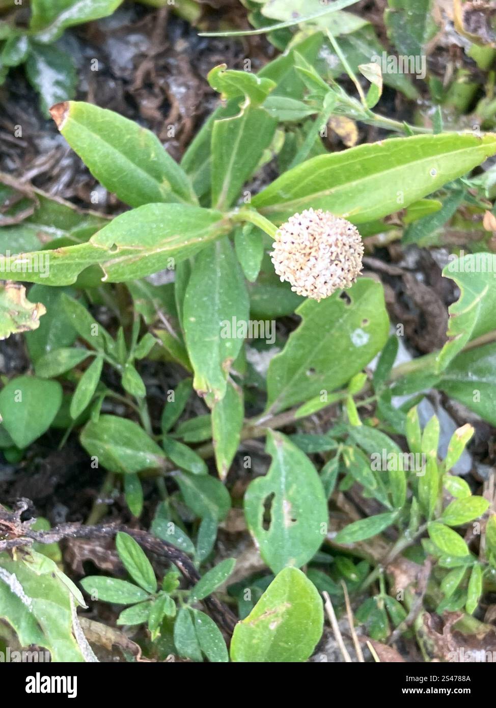 pigeoncoop (Spilanthes urens Stock Photo - Alamy