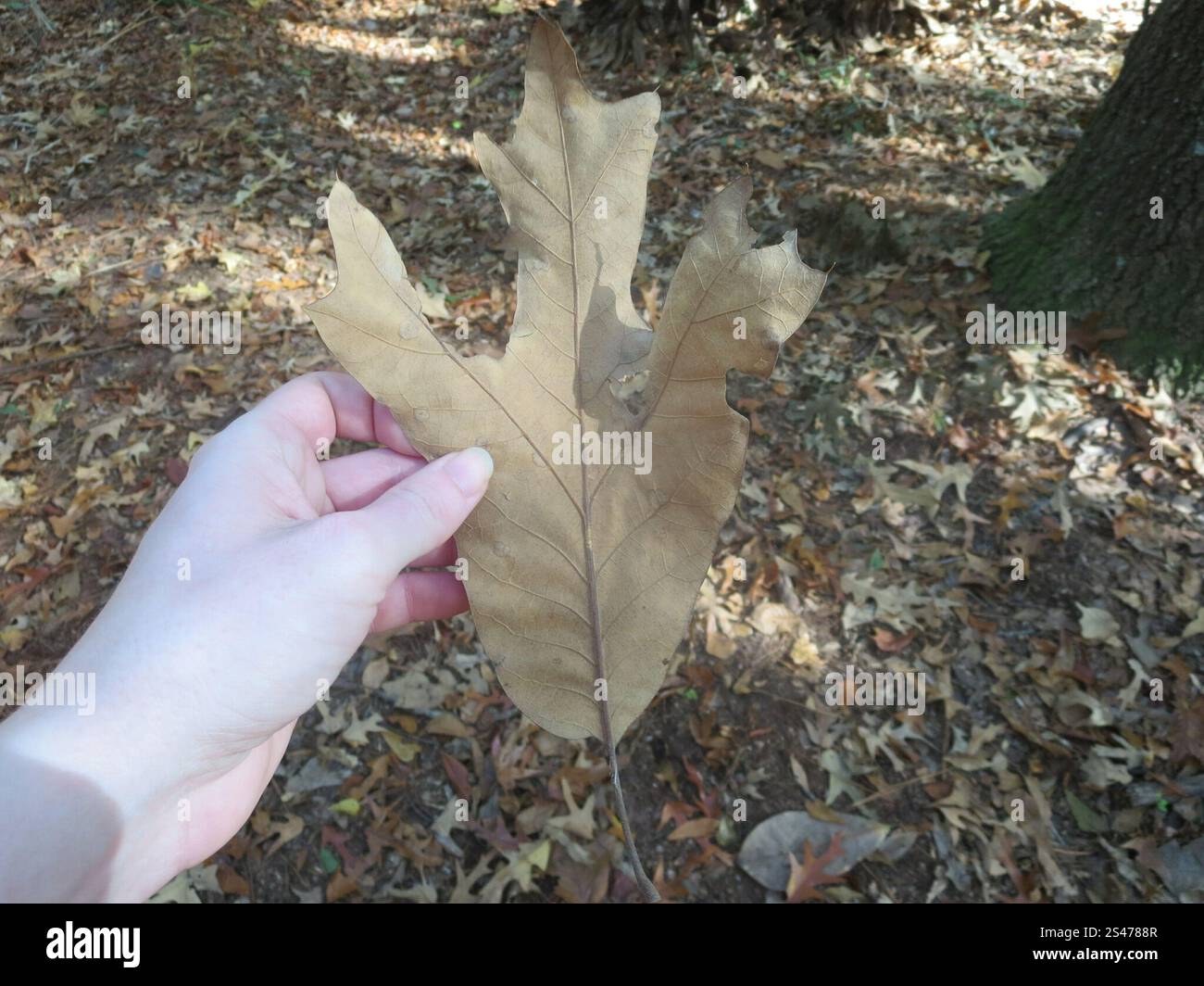southern red oak (Quercus falcata Stock Photo - Alamy