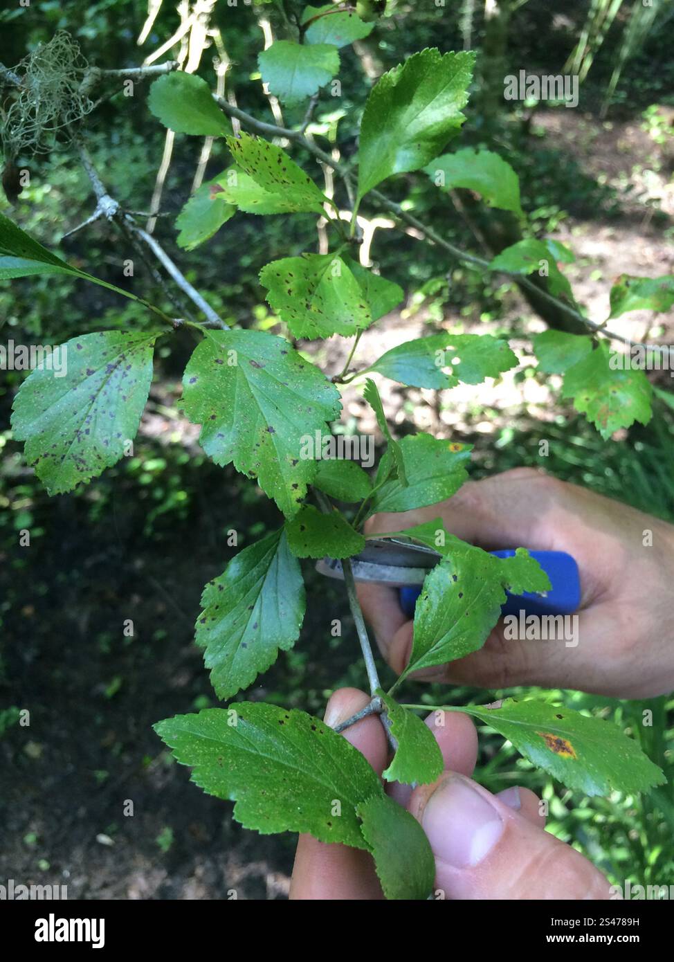 green hawthorn (Crataegus viridis Stock Photo - Alamy