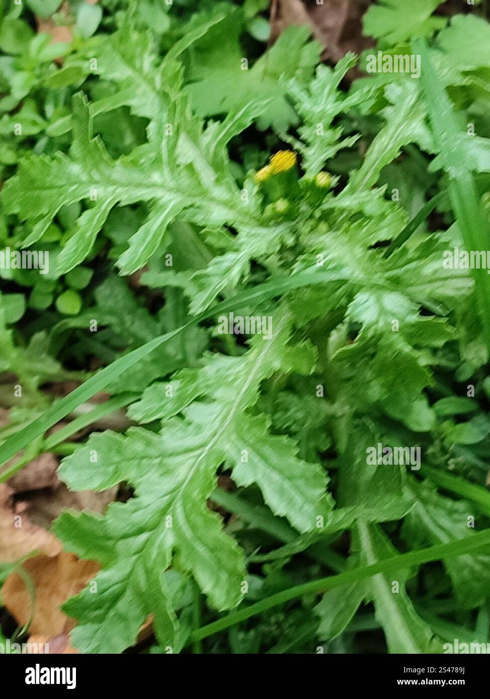 common groundsel (Senecio vulgaris Stock Photo - Alamy