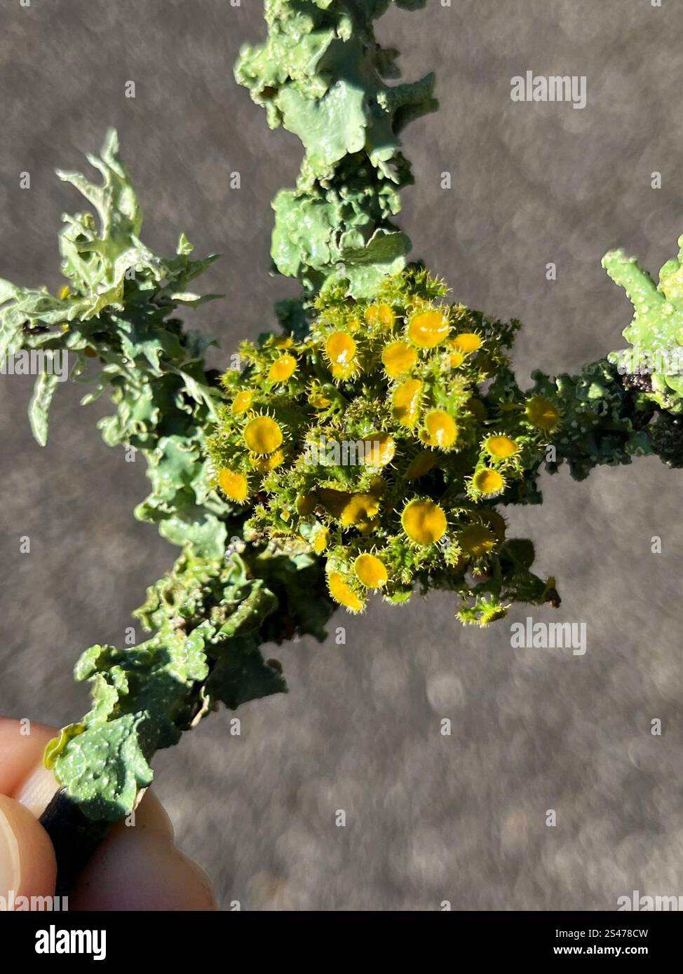 Golden-eye Lichen (Teloschistes chrysophthalmus Stock Photo - Alamy