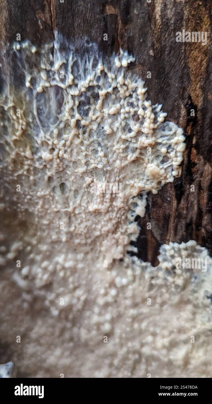 Tapioca Slime Mold (Brefeldia maxima Stock Photo - Alamy