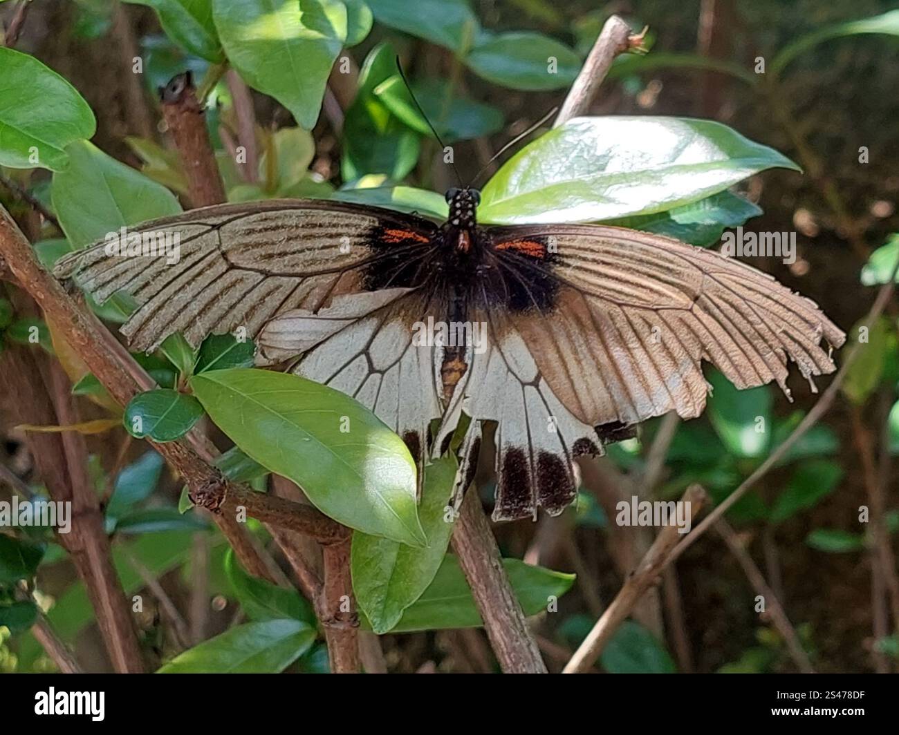 Great Mormon Swallowtail (Papilio memnon Stock Photo - Alamy