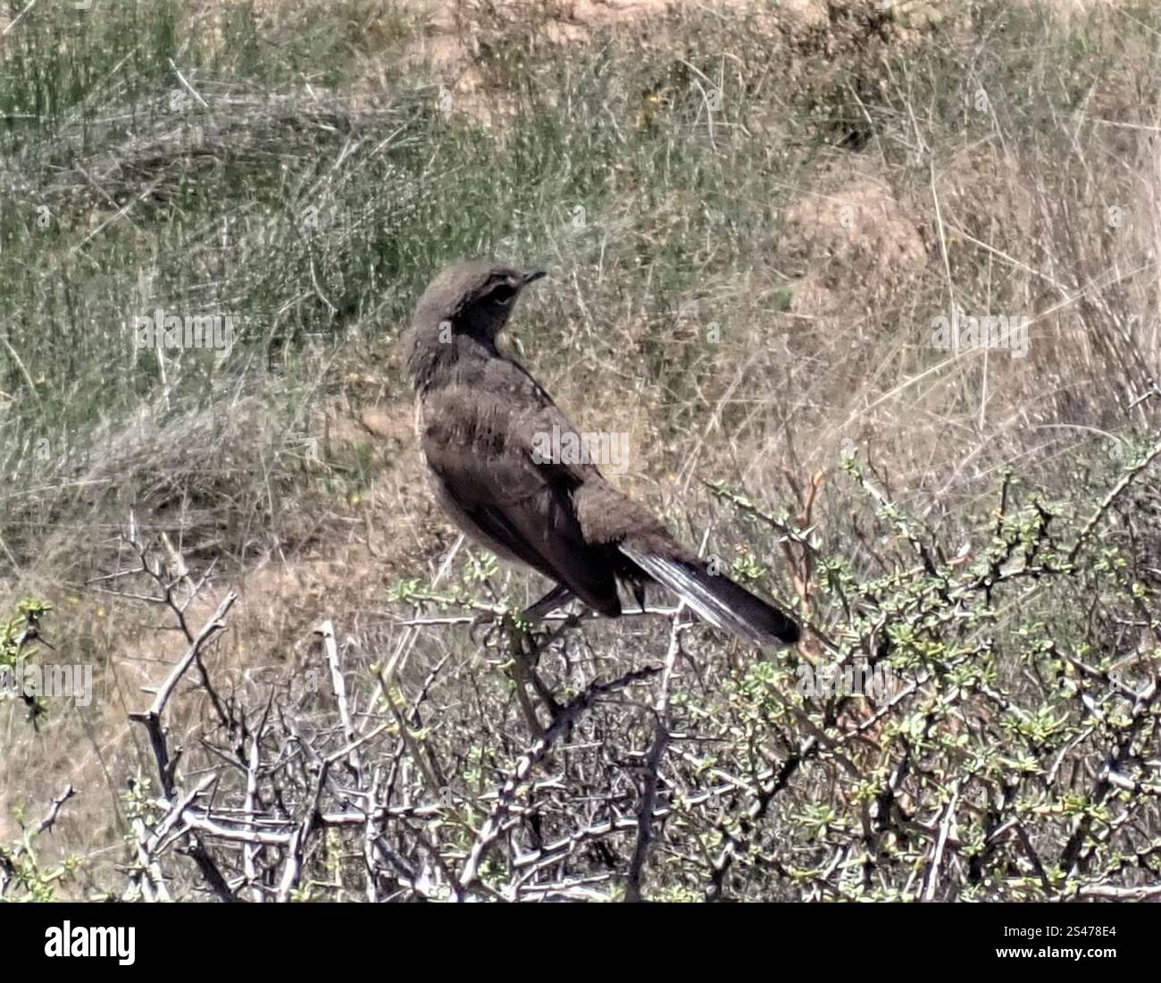 Karoo Scrub-Robin (Tychaedon coryphoeus Stock Photo - Alamy