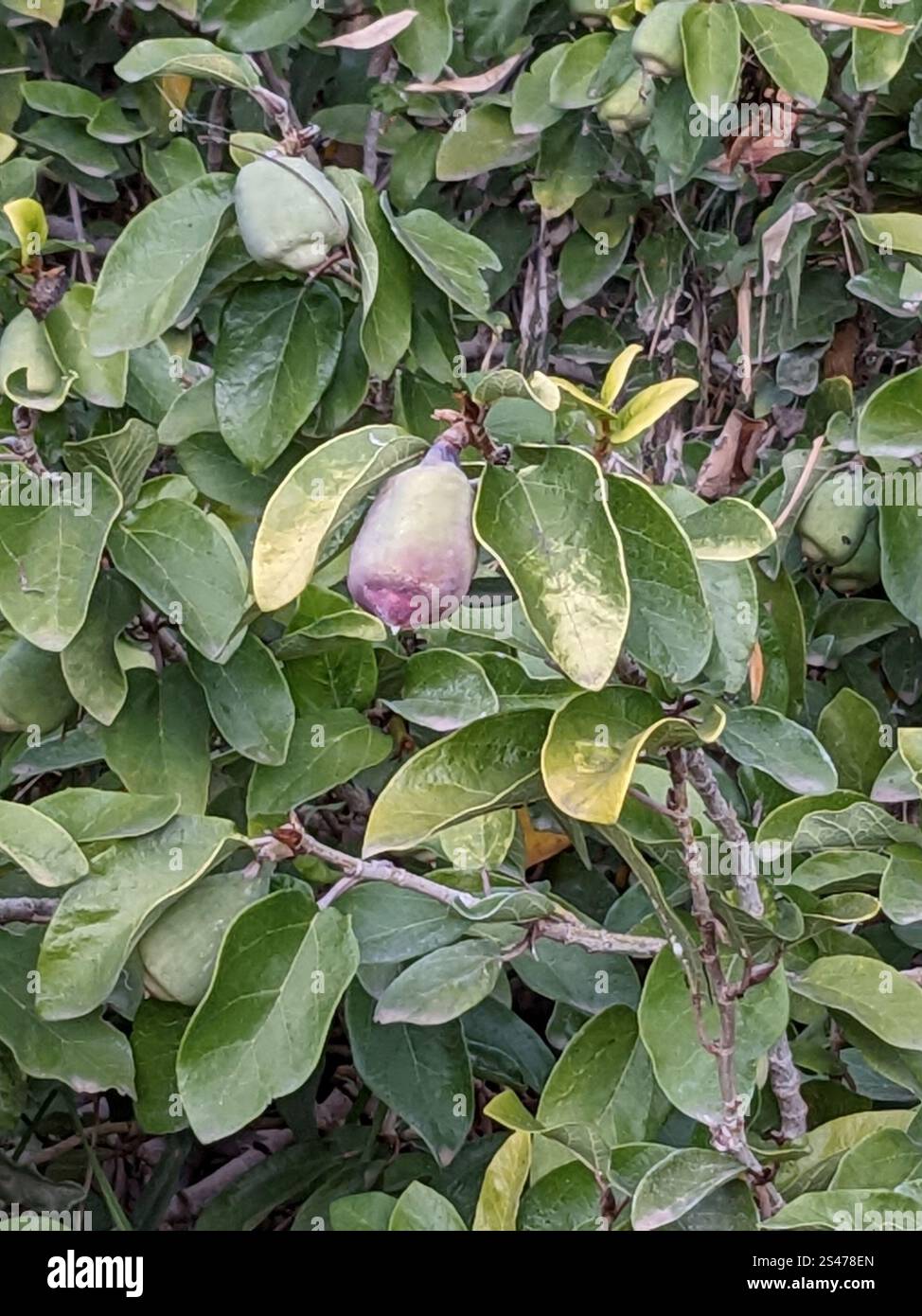 Climbing fig (Ficus pumila Stock Photo - Alamy