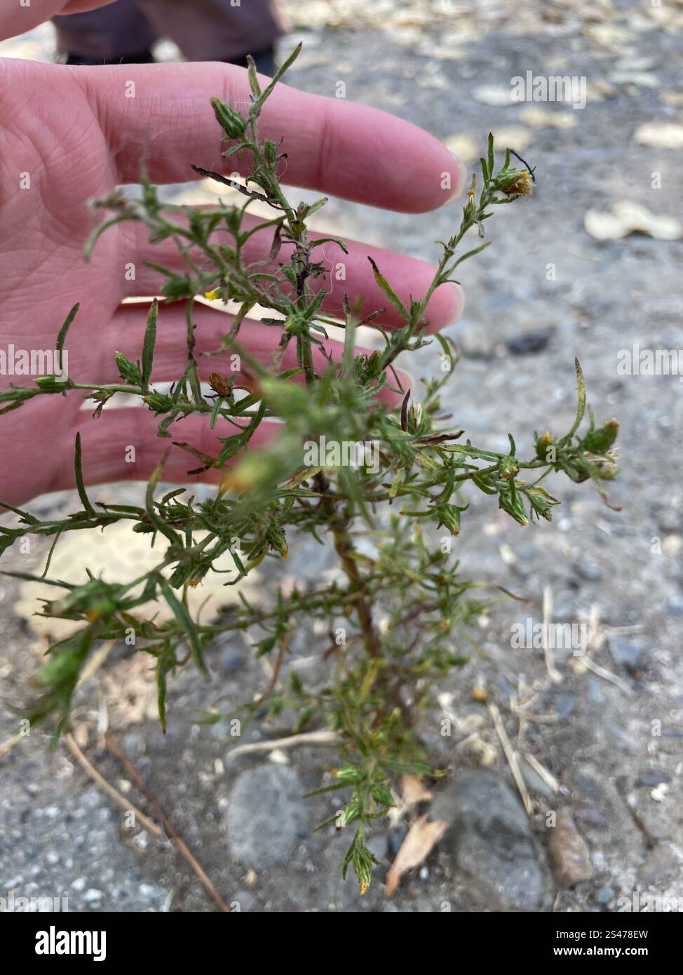 Stinkwort (Dittrichia graveolens Stock Photo - Alamy