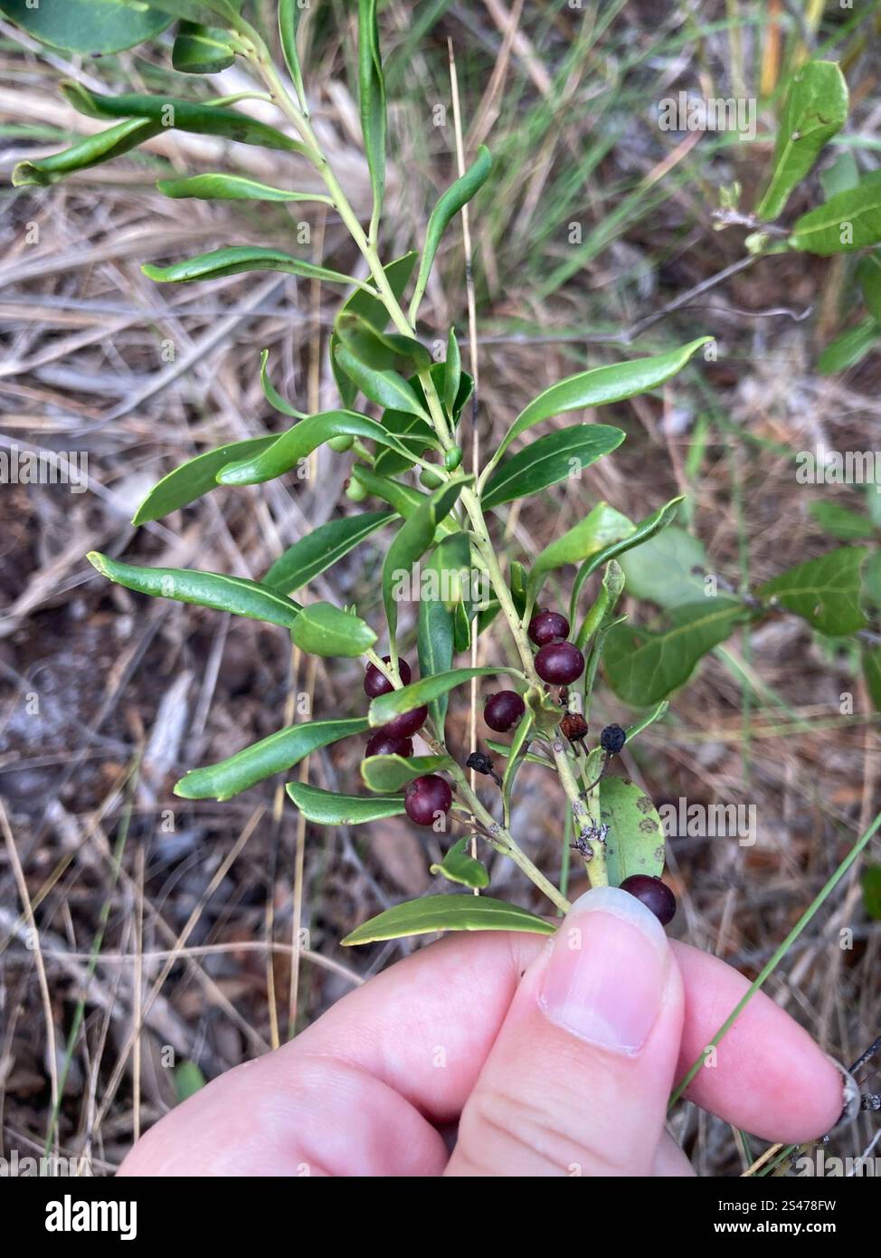 gallberry (Ilex glabra Stock Photo - Alamy