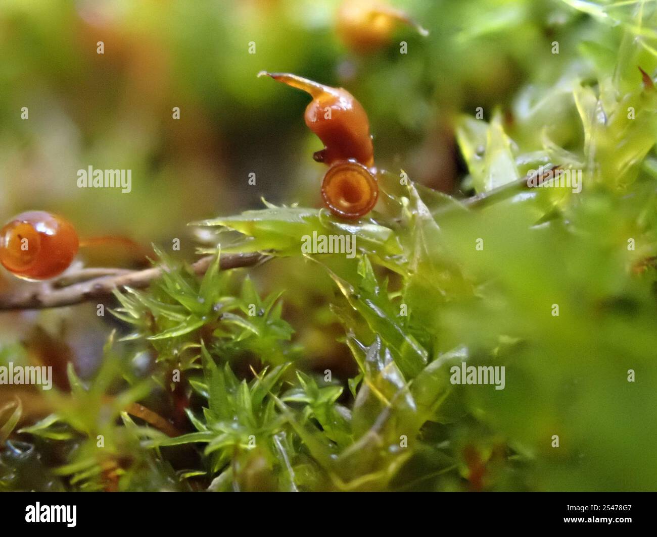 Common Pottia (Tortula truncata Stock Photo - Alamy