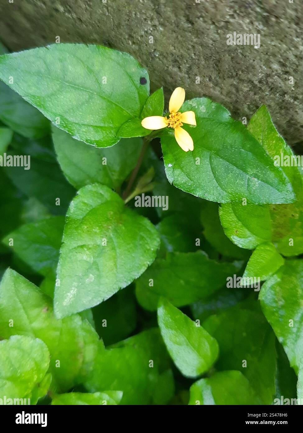 straggler daisy (Calyptocarpus vialis Stock Photo - Alamy