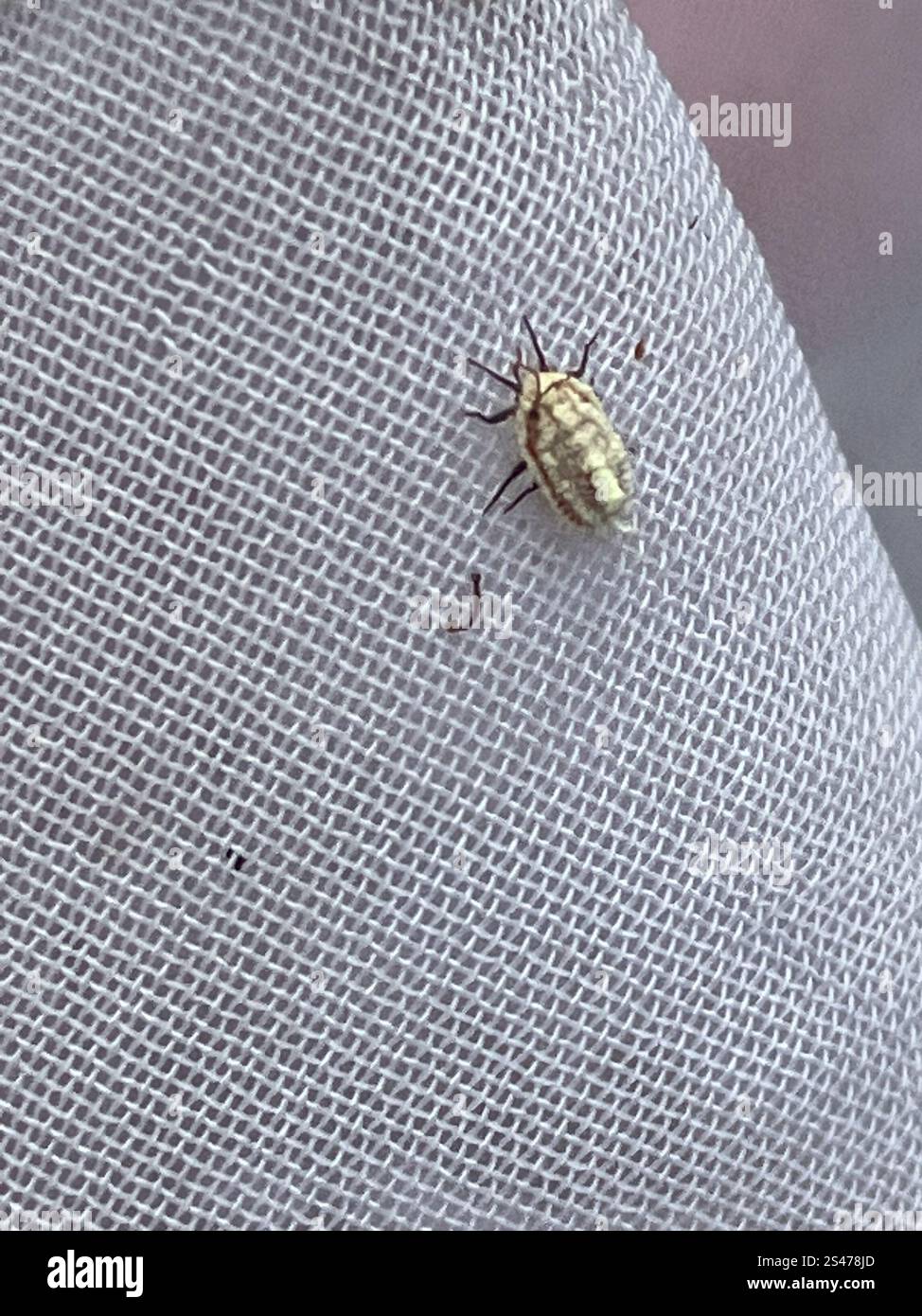 Genista Giant Scale Insect (Crypticerya genistae Stock Photo - Alamy