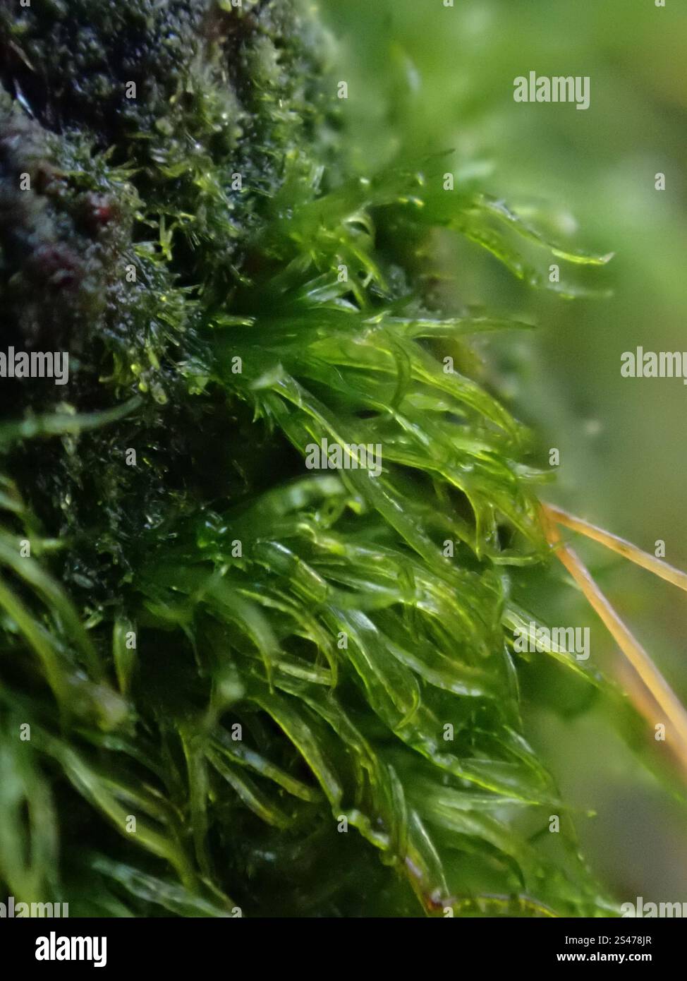 Cape Thread-moss (Orthodontium lineare Stock Photo - Alamy