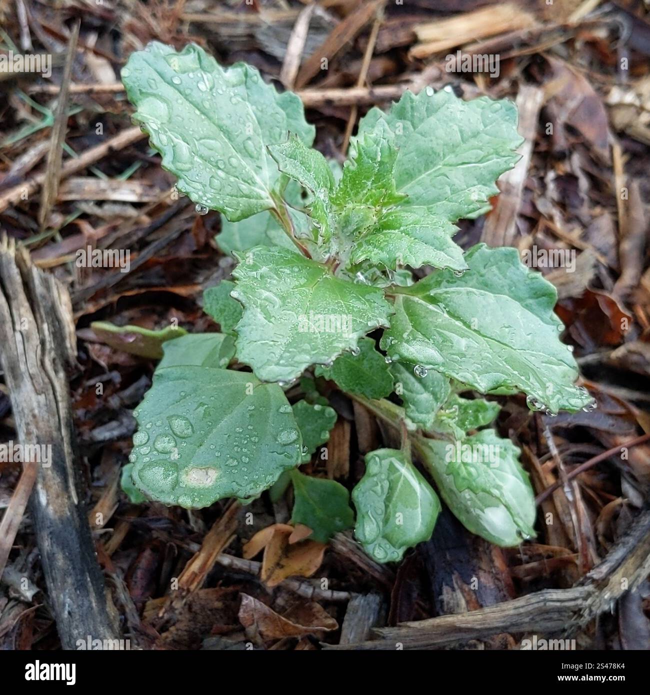 nettle-leaved goosefoot (Chenopodiastrum murale Stock Photo - Alamy