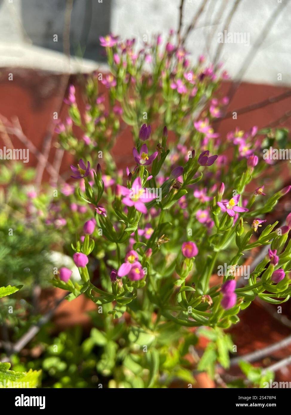 Lesser Centaury (Centaurium pulchellum Stock Photo - Alamy