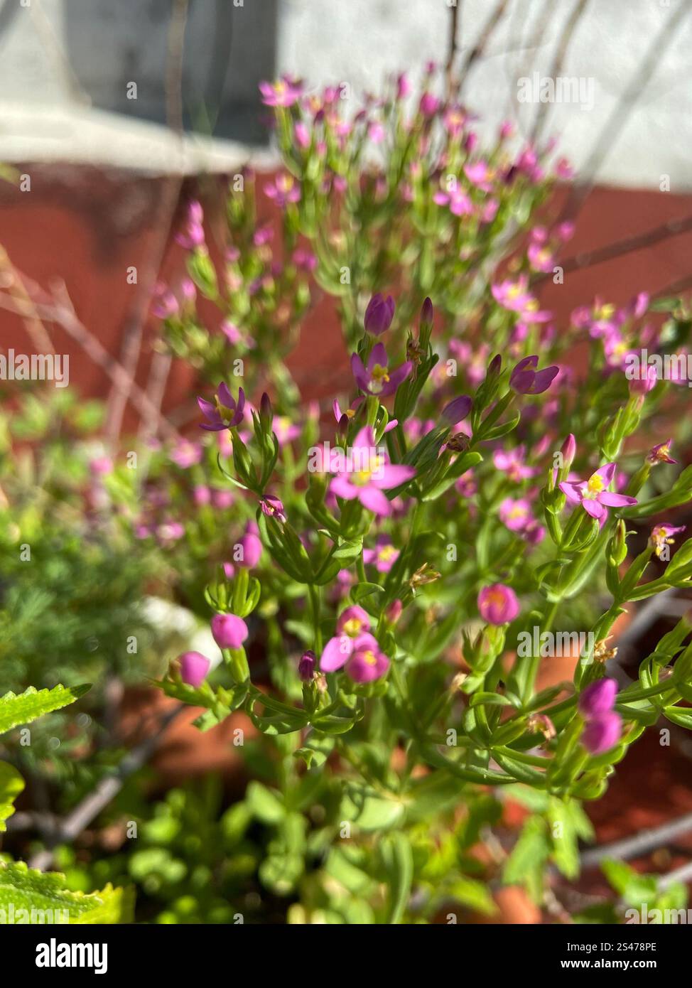 Lesser Centaury (Centaurium pulchellum Stock Photo - Alamy