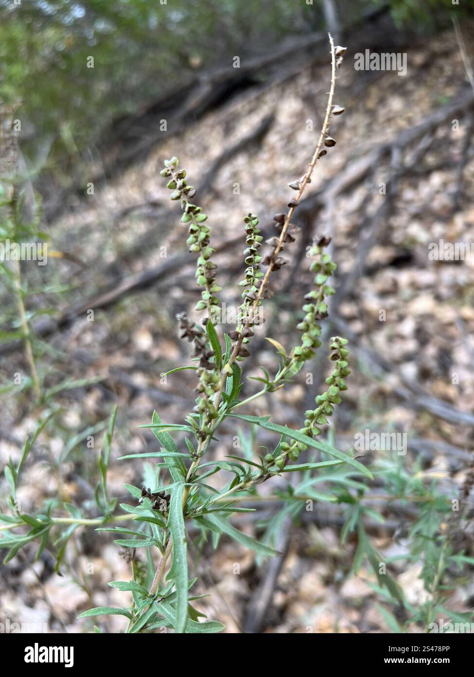 western ragweed (Ambrosia psilostachya Stock Photo - Alamy