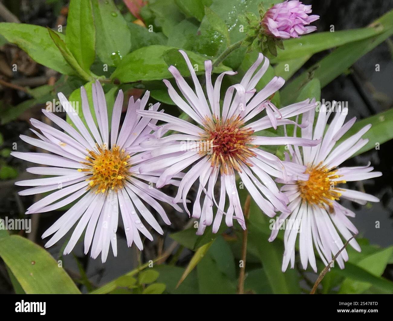 Climbing Aster (Ampelaster carolinianus Stock Photo - Alamy
