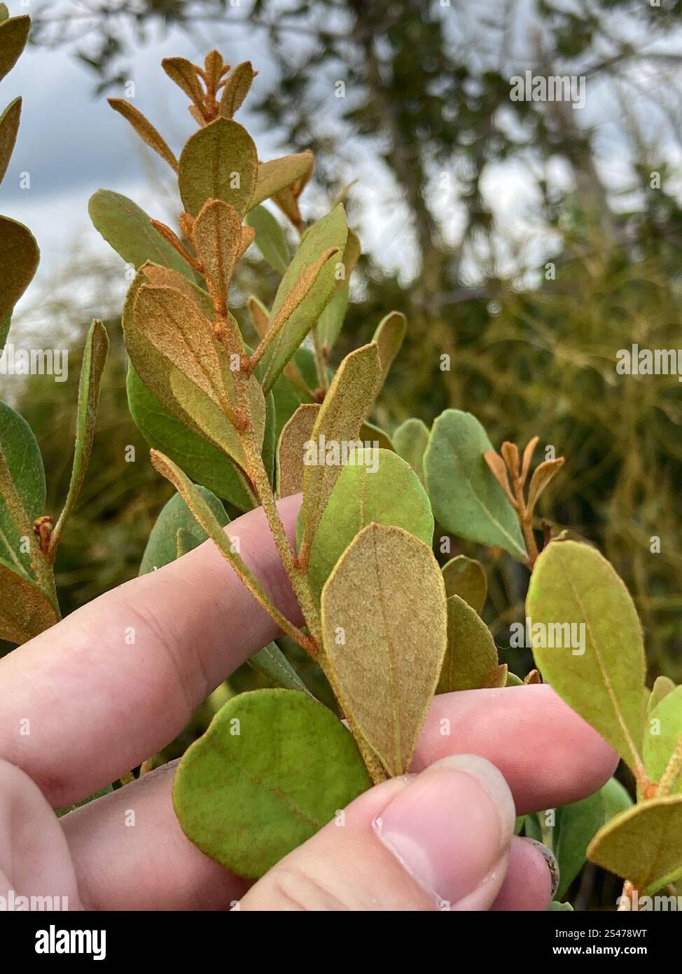 coastal plain staggerbush (Lyonia fruticosa Stock Photo - Alamy