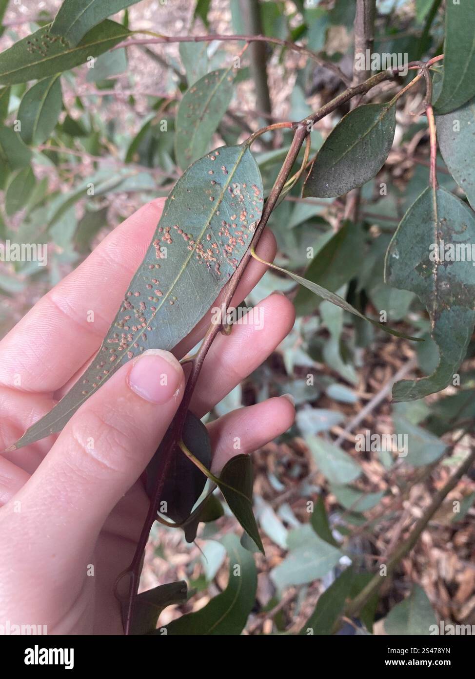 Australian Eucalyptus Leafgall Wasp (Ophelimus maskelli Stock Photo - Alamy