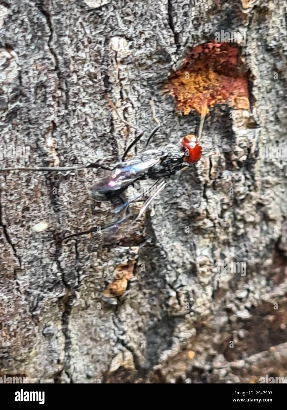 Aulacid Wasps (Aulacidae Stock Photo - Alamy