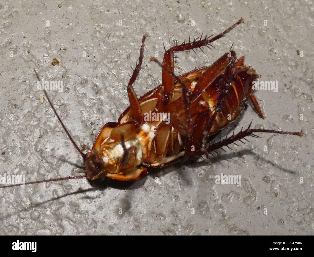 Australian Cockroach (Periplaneta australasiae Stock Photo - Alamy