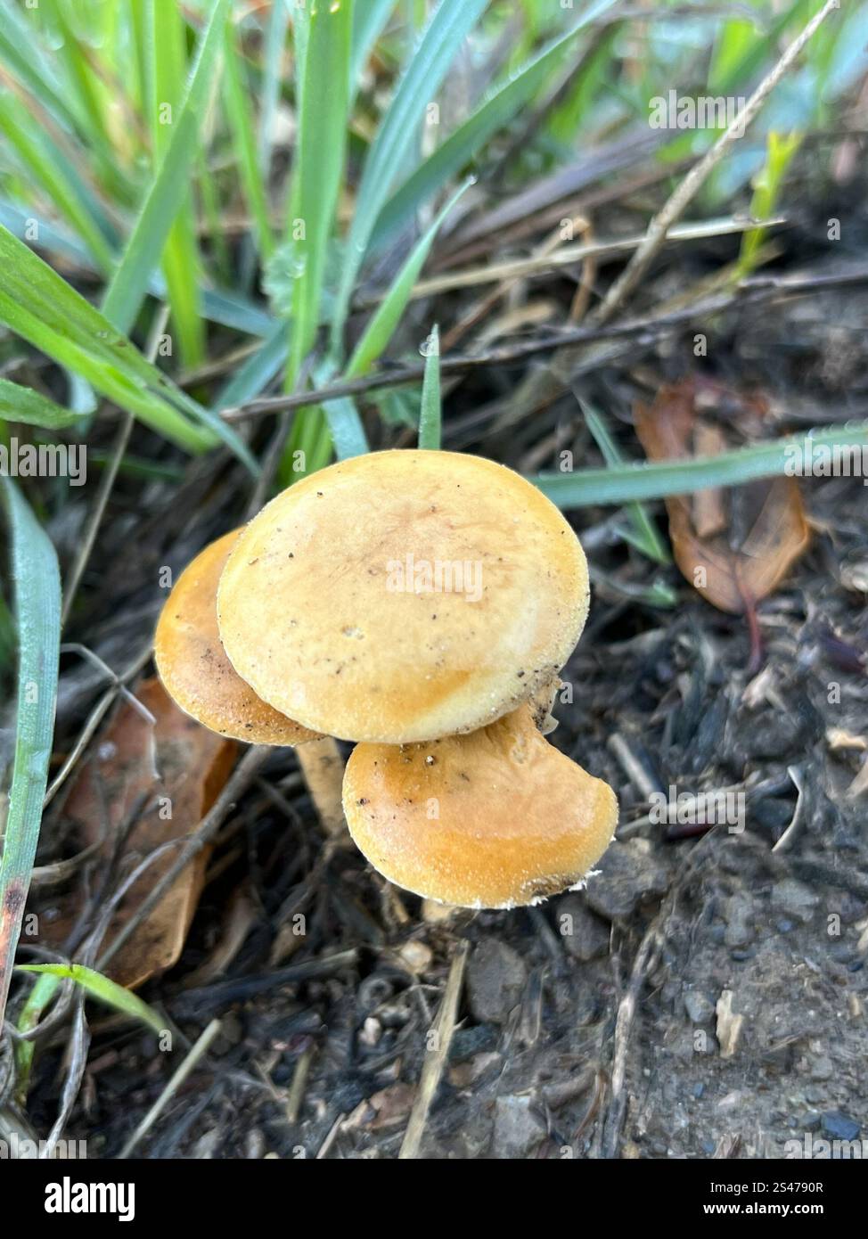 Common Fieldcap (Agrocybe pediades Stock Photo - Alamy