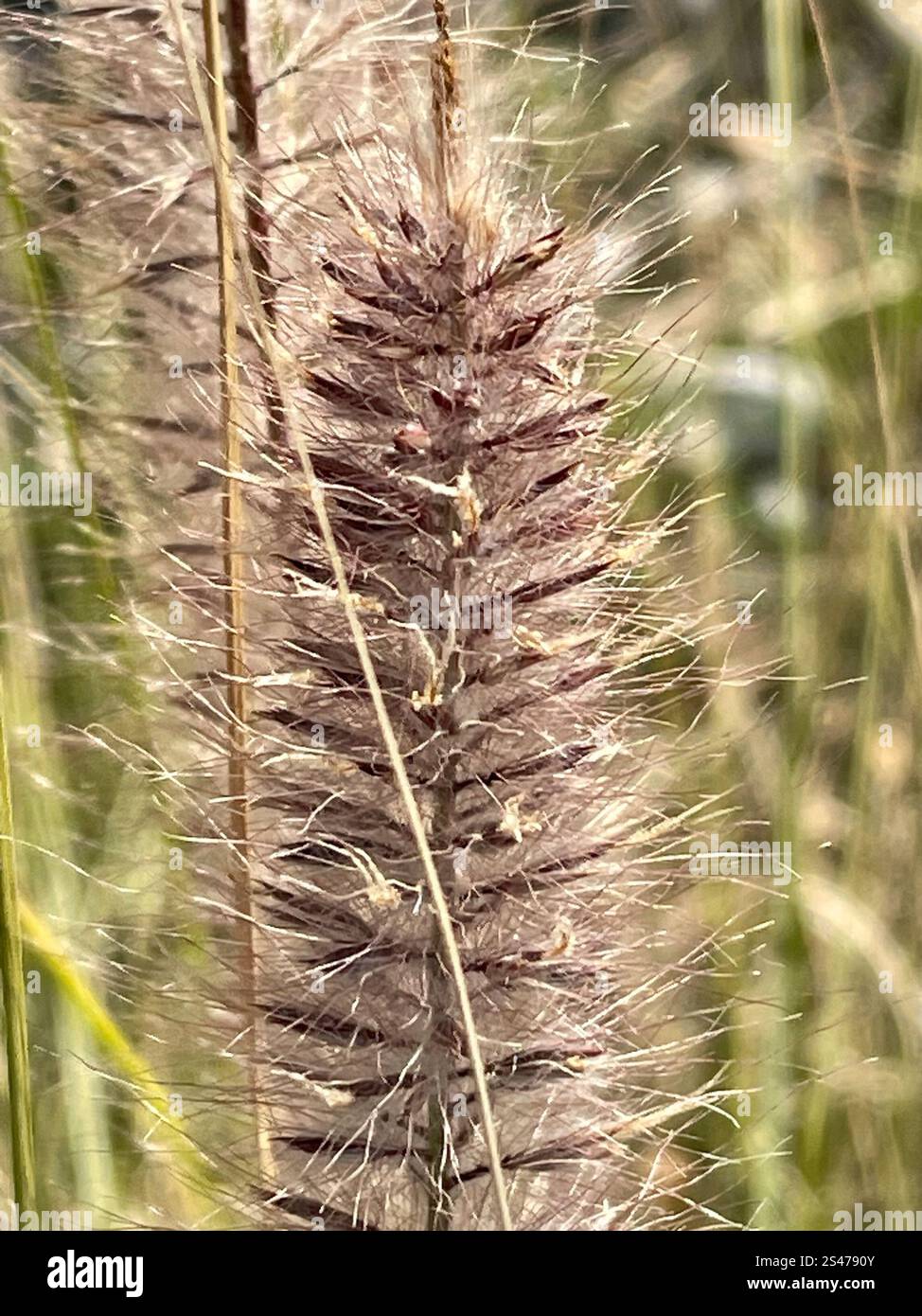 Fountain Grass (Cenchrus setaceus Stock Photo - Alamy