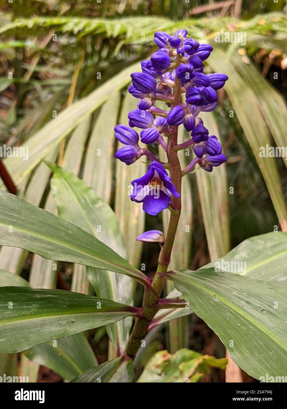 Blue ginger (Dichorisandra thyrsiflora Stock Photo - Alamy