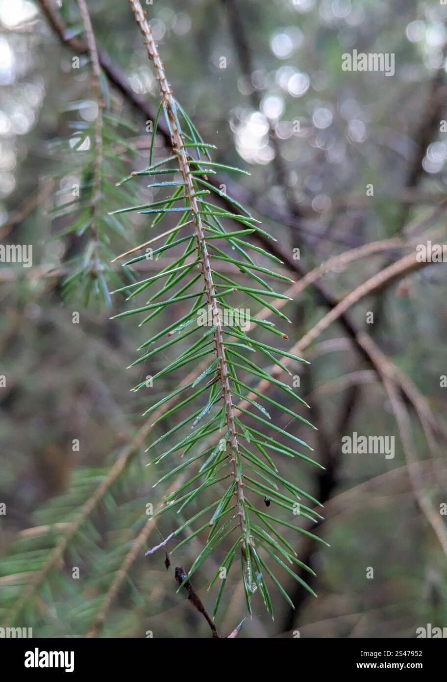 Sitka spruce (Picea sitchensis Stock Photo - Alamy