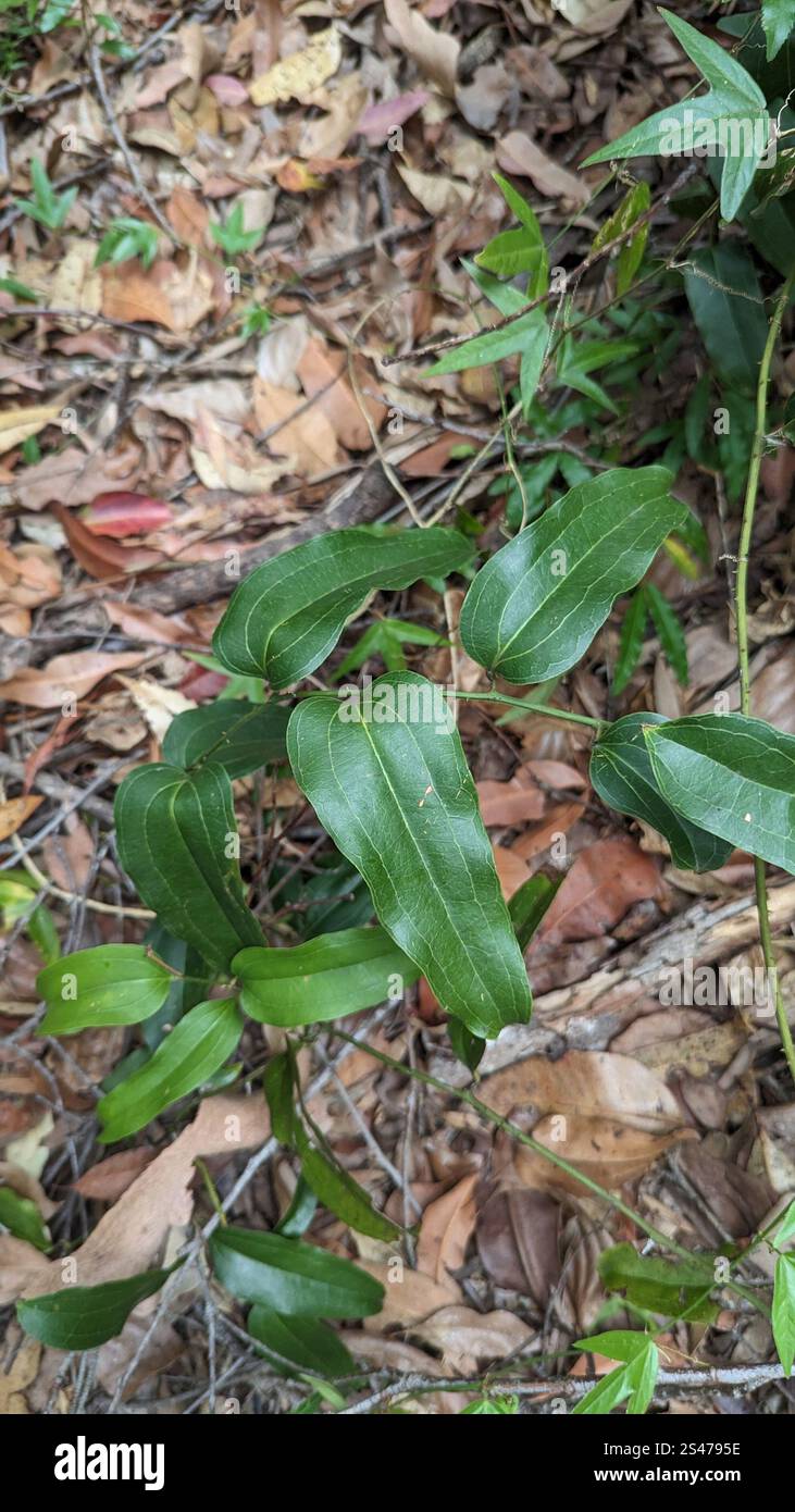 Austral Sarsaparilla (Smilax australis Stock Photo - Alamy
