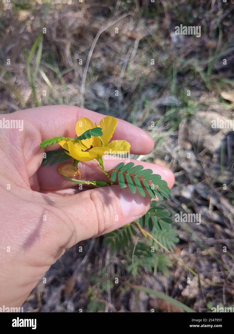 partridge pea (Chamaecrista fasciculata Stock Photo - Alamy