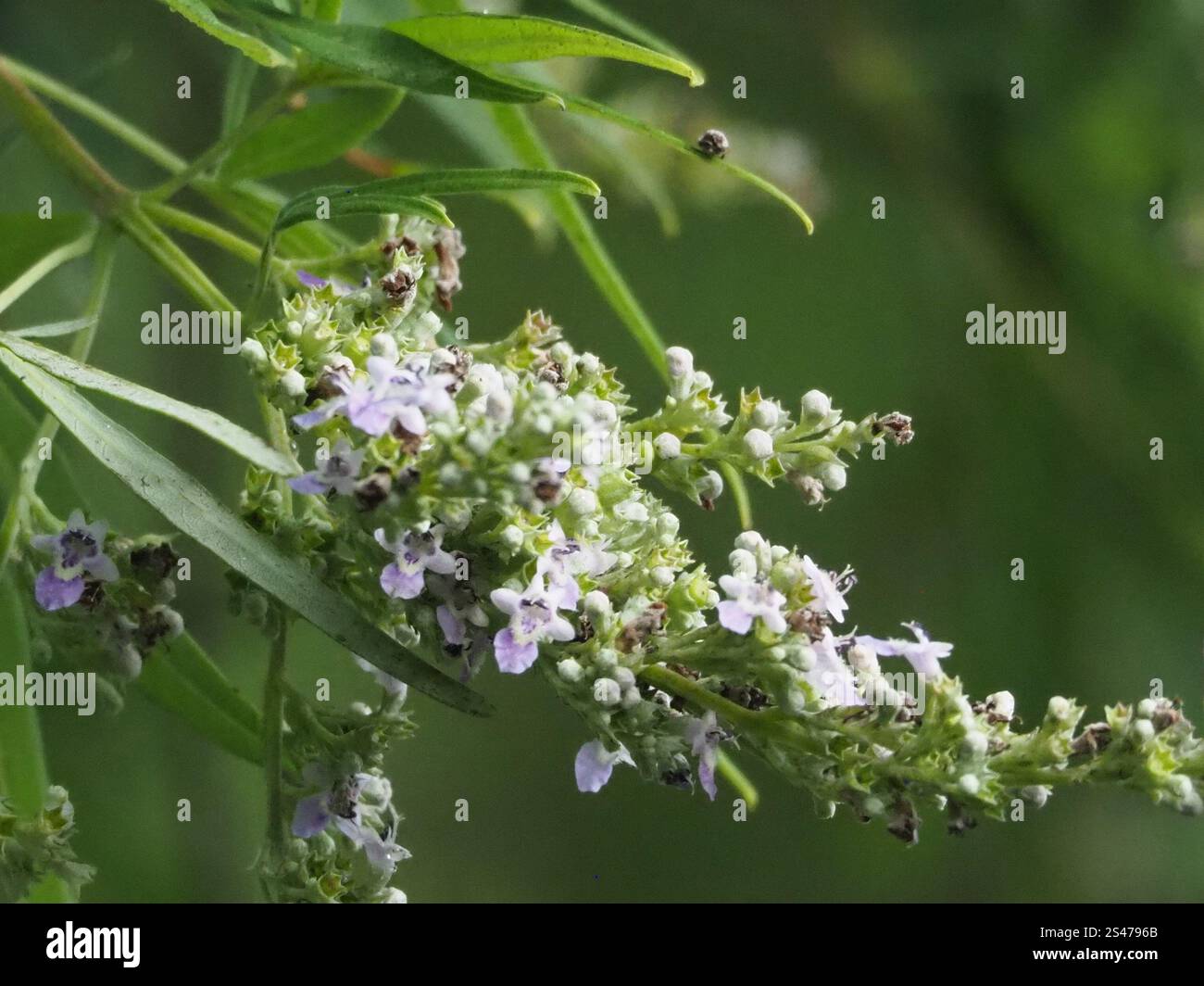 Five-leaved chaste tree (Vitex negundo Stock Photo - Alamy