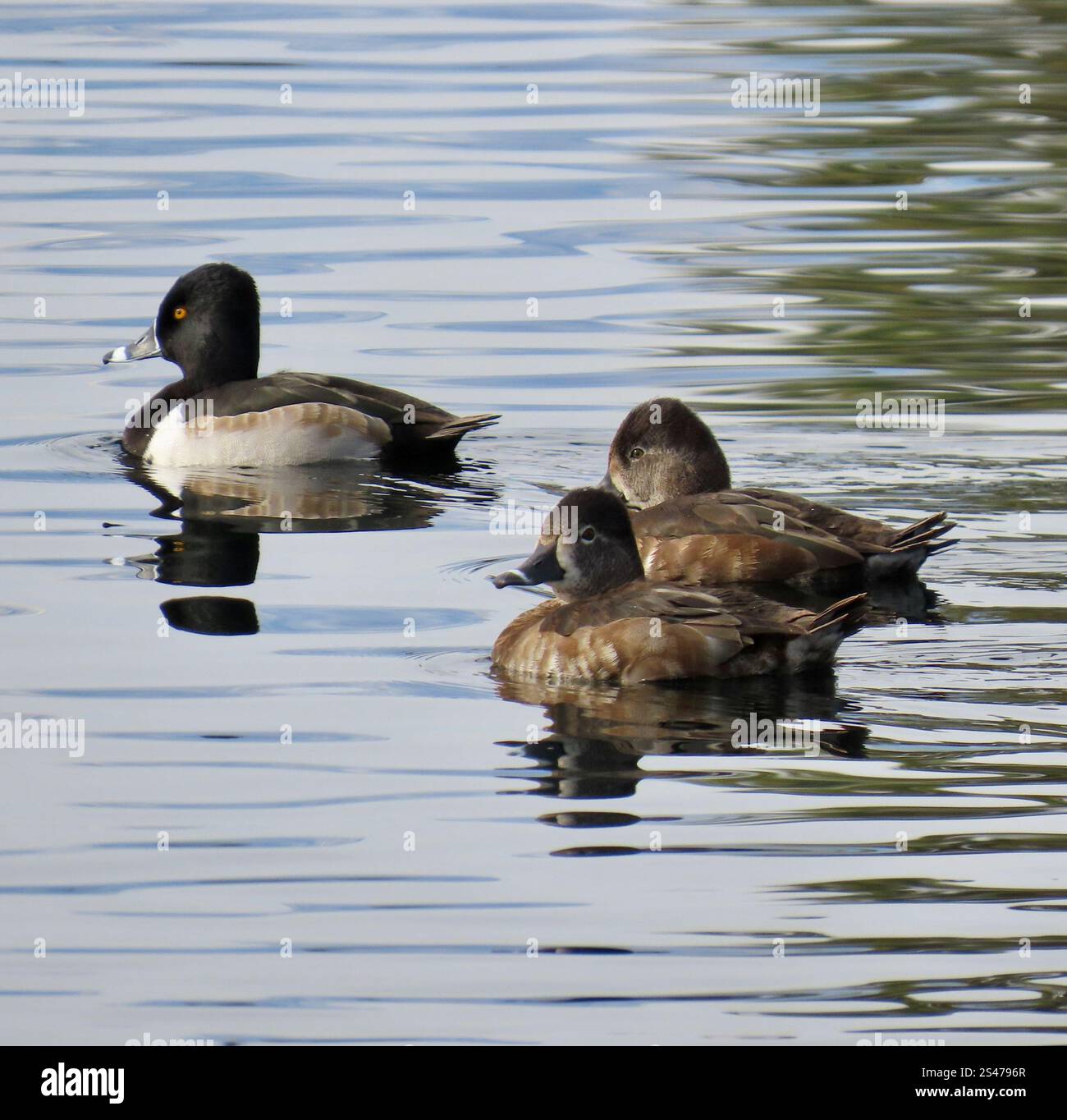 Ring-necked Duck (Aythya collaris Stock Photo - Alamy