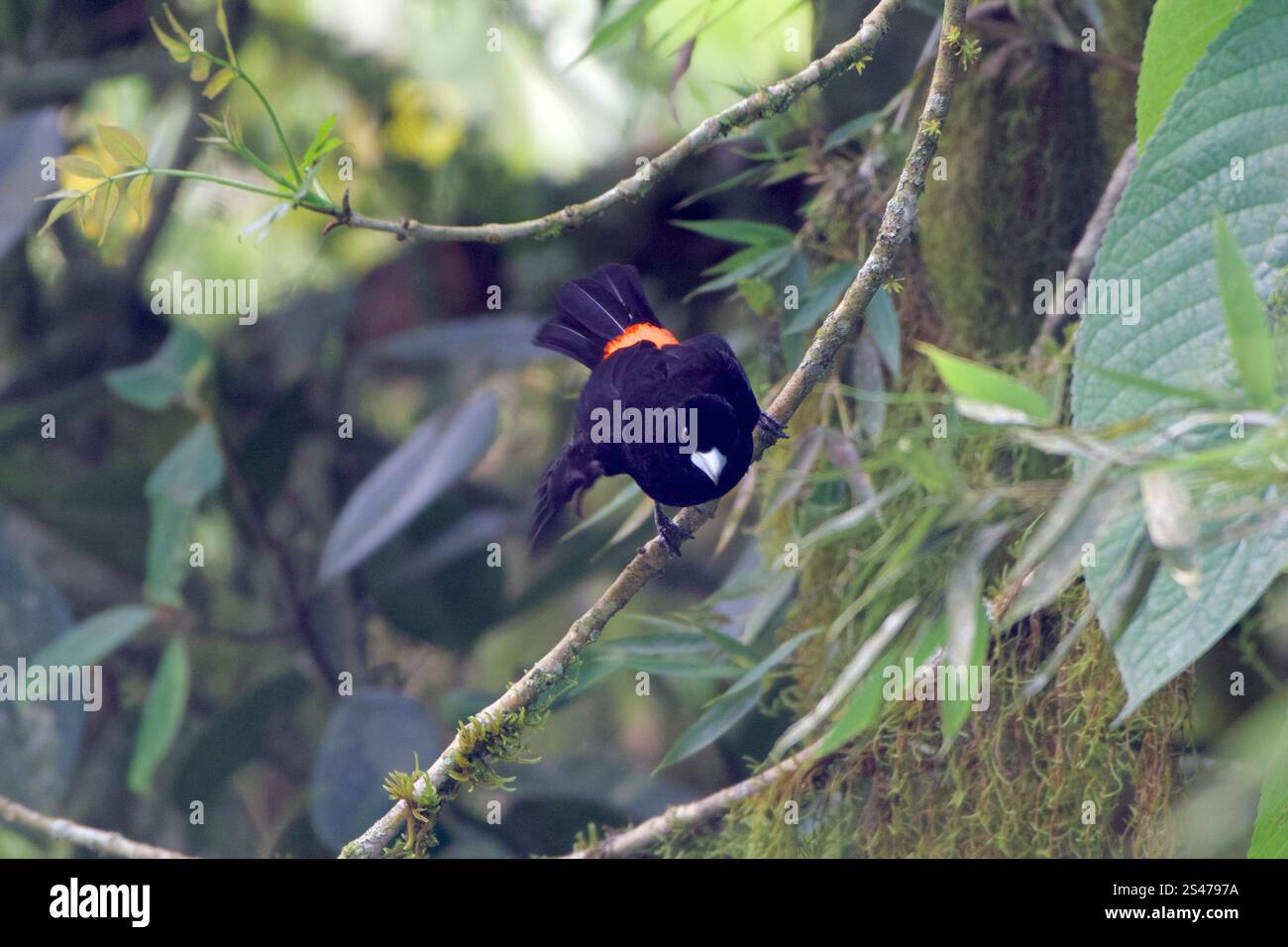 (Ramphocelus flammigerus flammigerus Stock Photo - Alamy