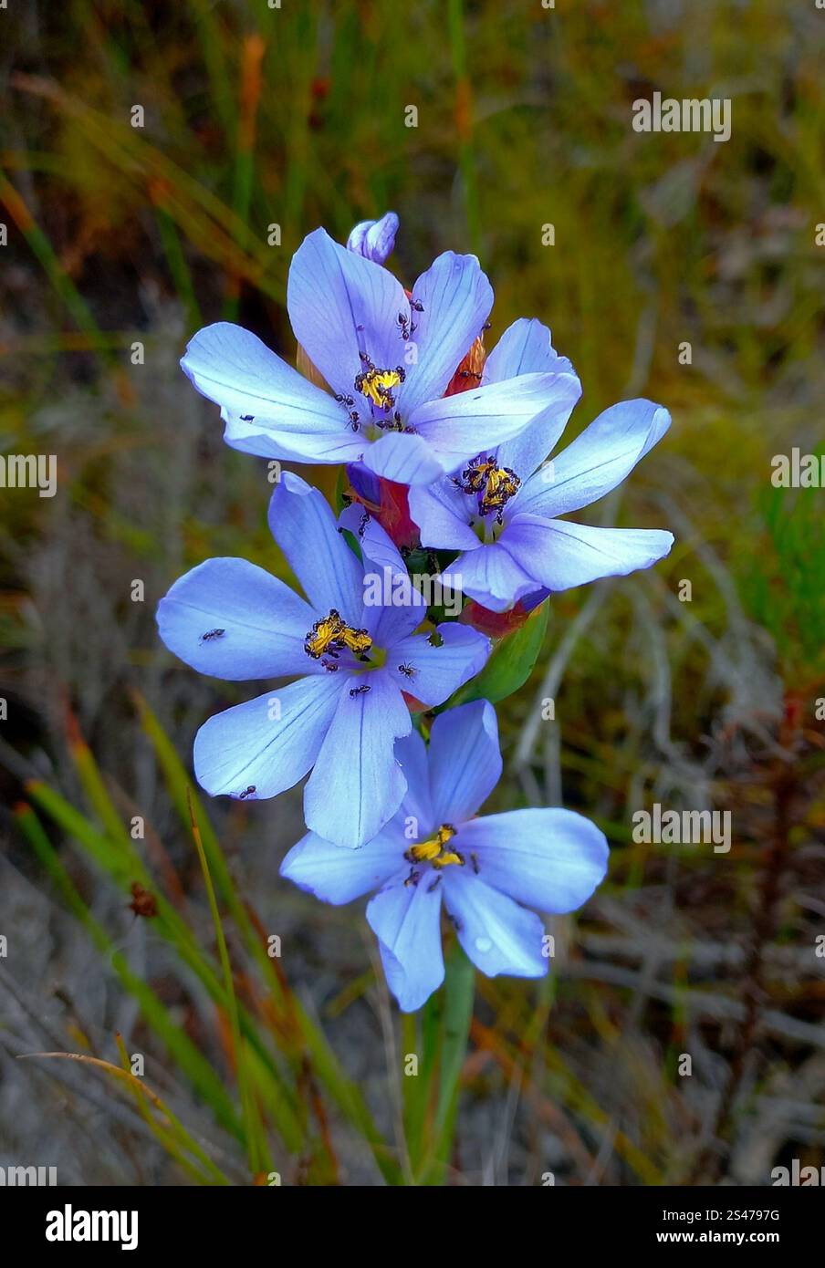 Acrobat Ants and Cocktail Ants (Crematogaster Stock Photo - Alamy