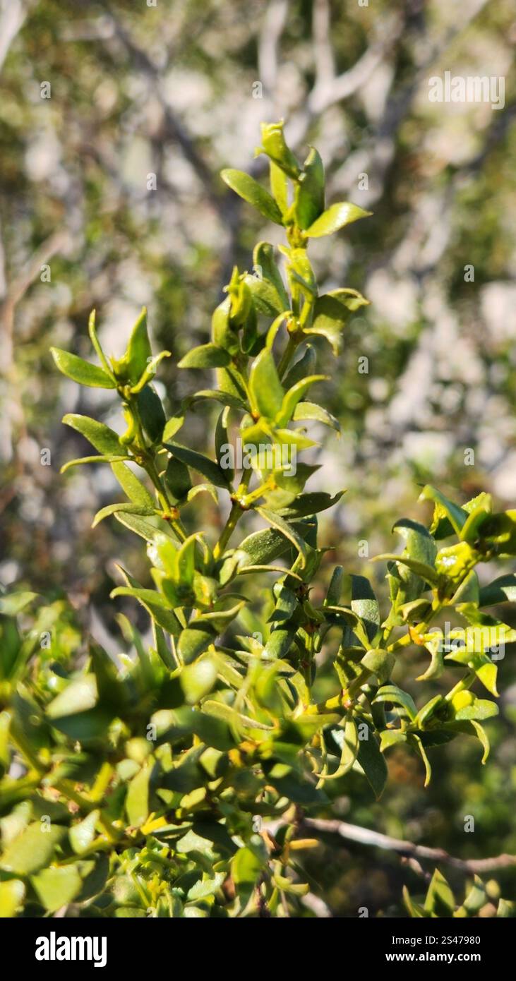 Creosote Bush (Larrea tridentata Stock Photo - Alamy